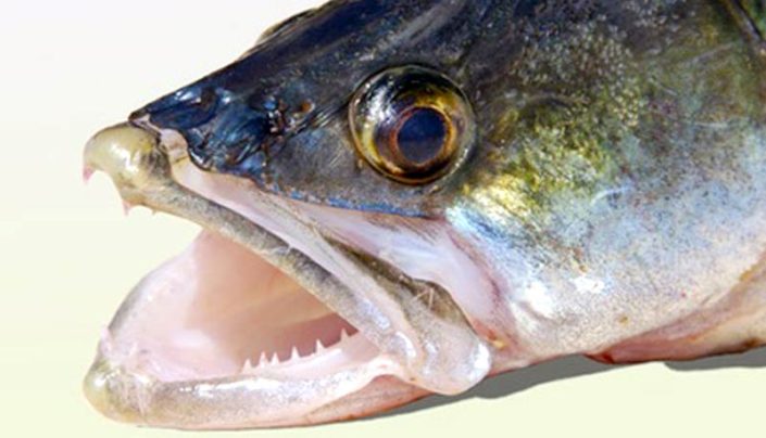 Frischer Fisch: Wettlauf mit der Frische - Fischhaus Bottrop